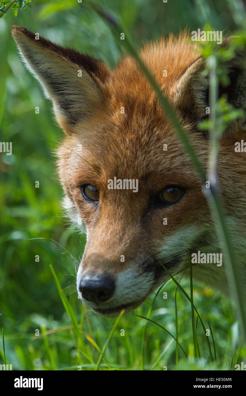 Sly old fox hi-res stock photography and images - Alamy