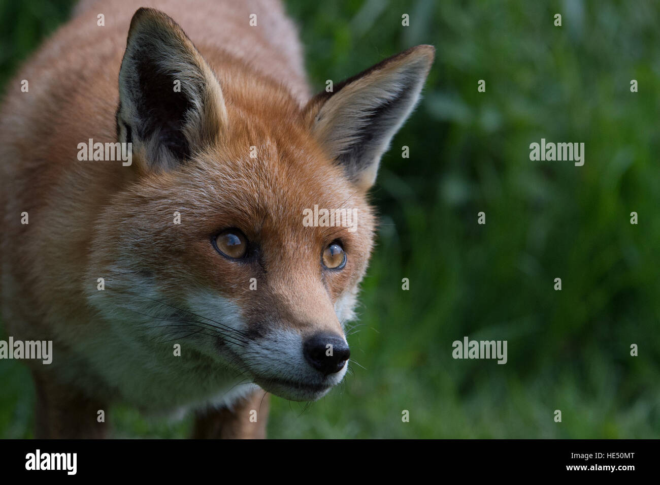 Gorgeous red fox hi-res stock photography and images - Alamy