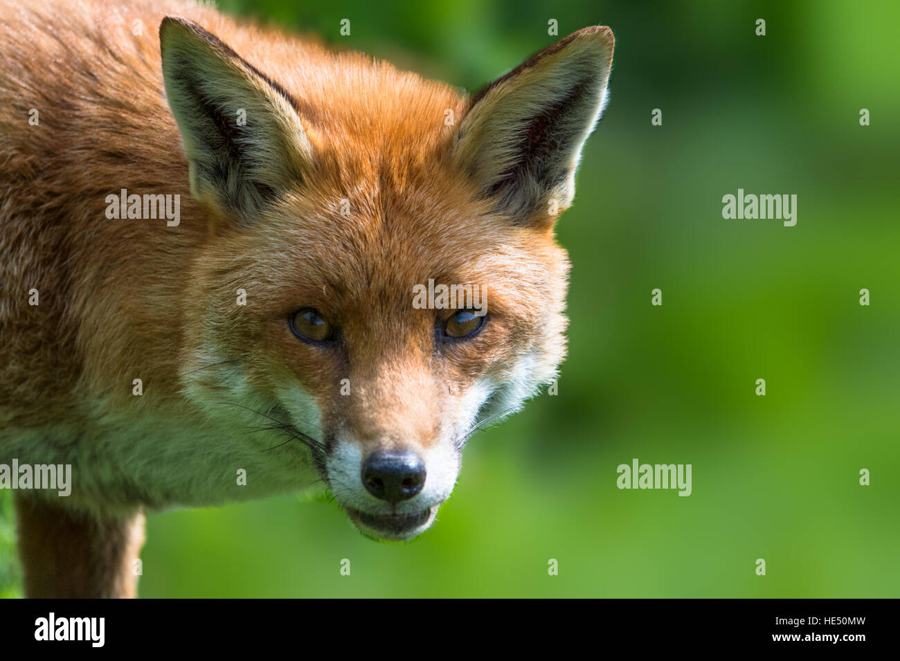 Sly old fox hi-res stock photography and images - Alamy