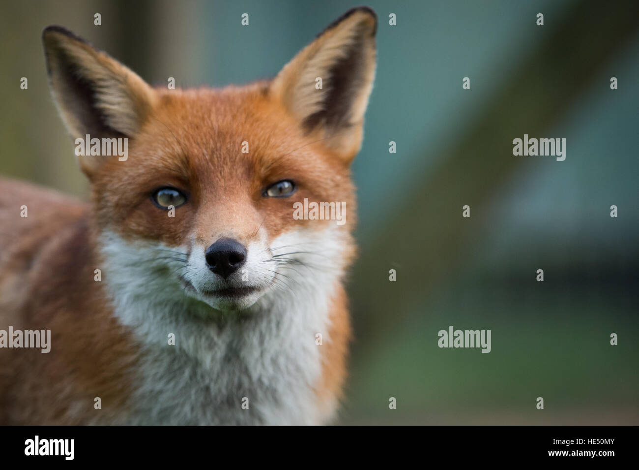Sly old fox hi-res stock photography and images - Alamy