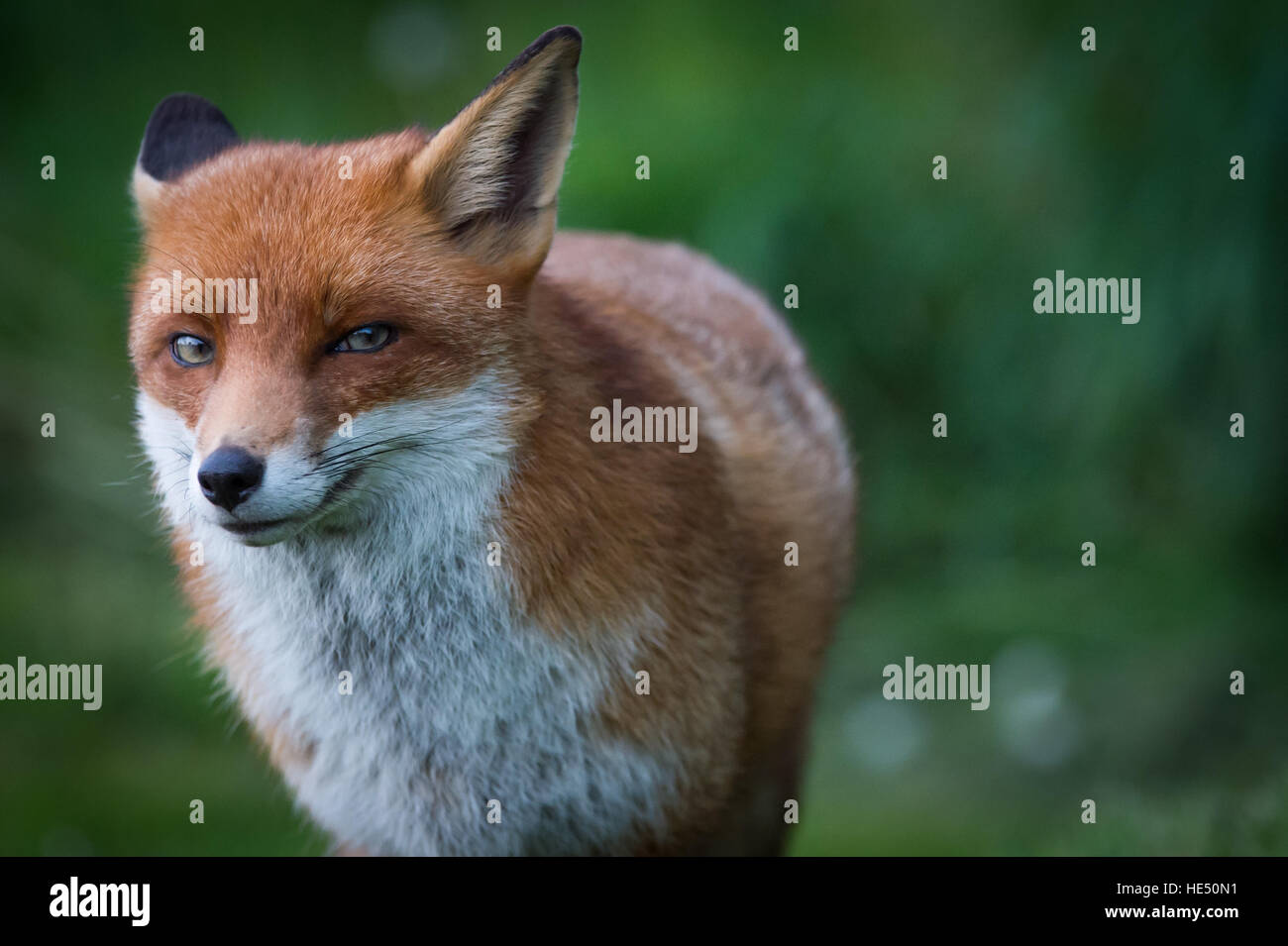 Gorgeous red fox hi-res stock photography and images - Alamy