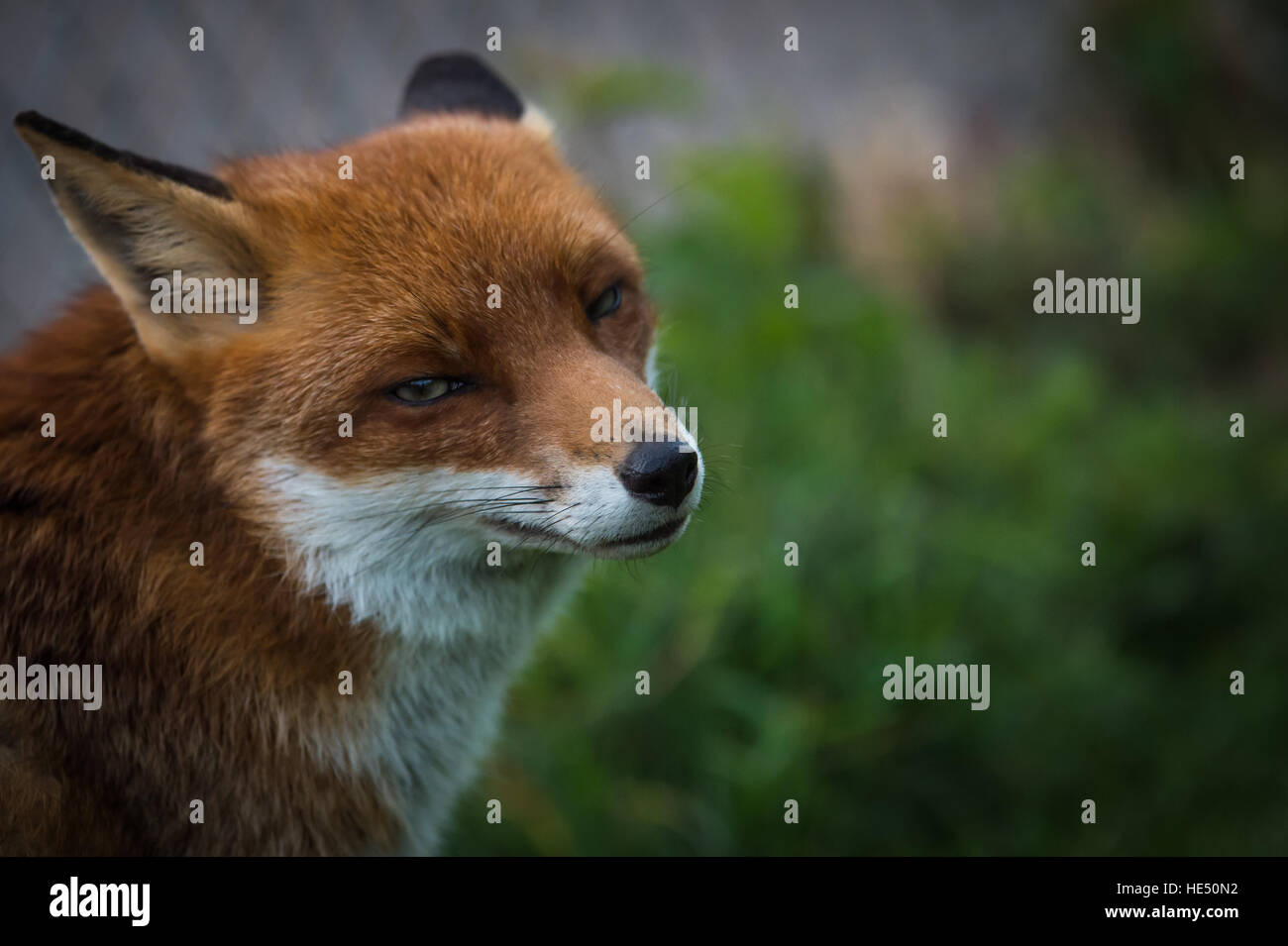 Sly old fox hi-res stock photography and images - Alamy