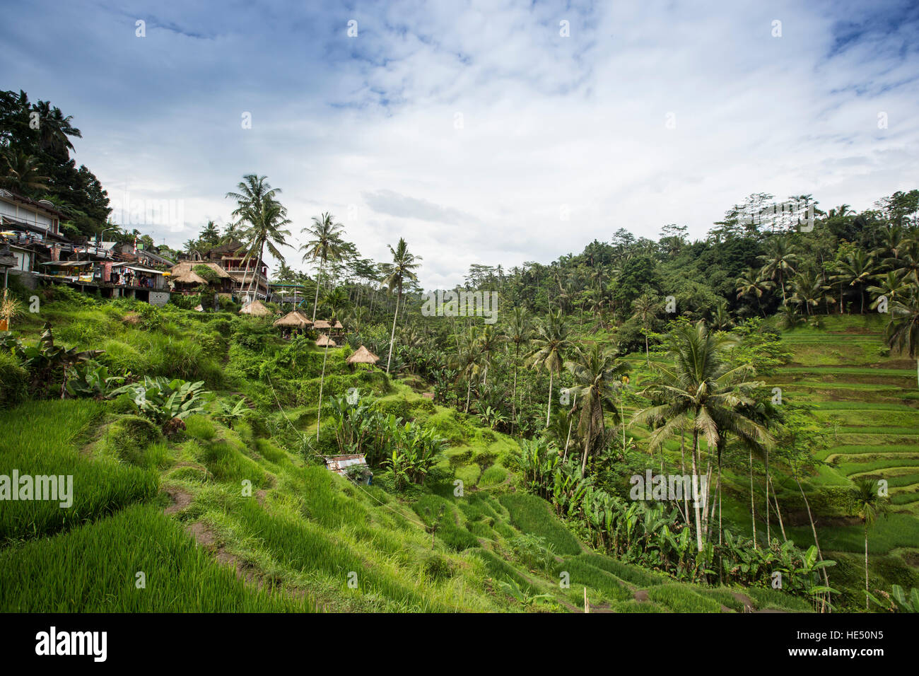 rice terraces in Tegallalang, Ubud, Bali Stock Photo - Alamy