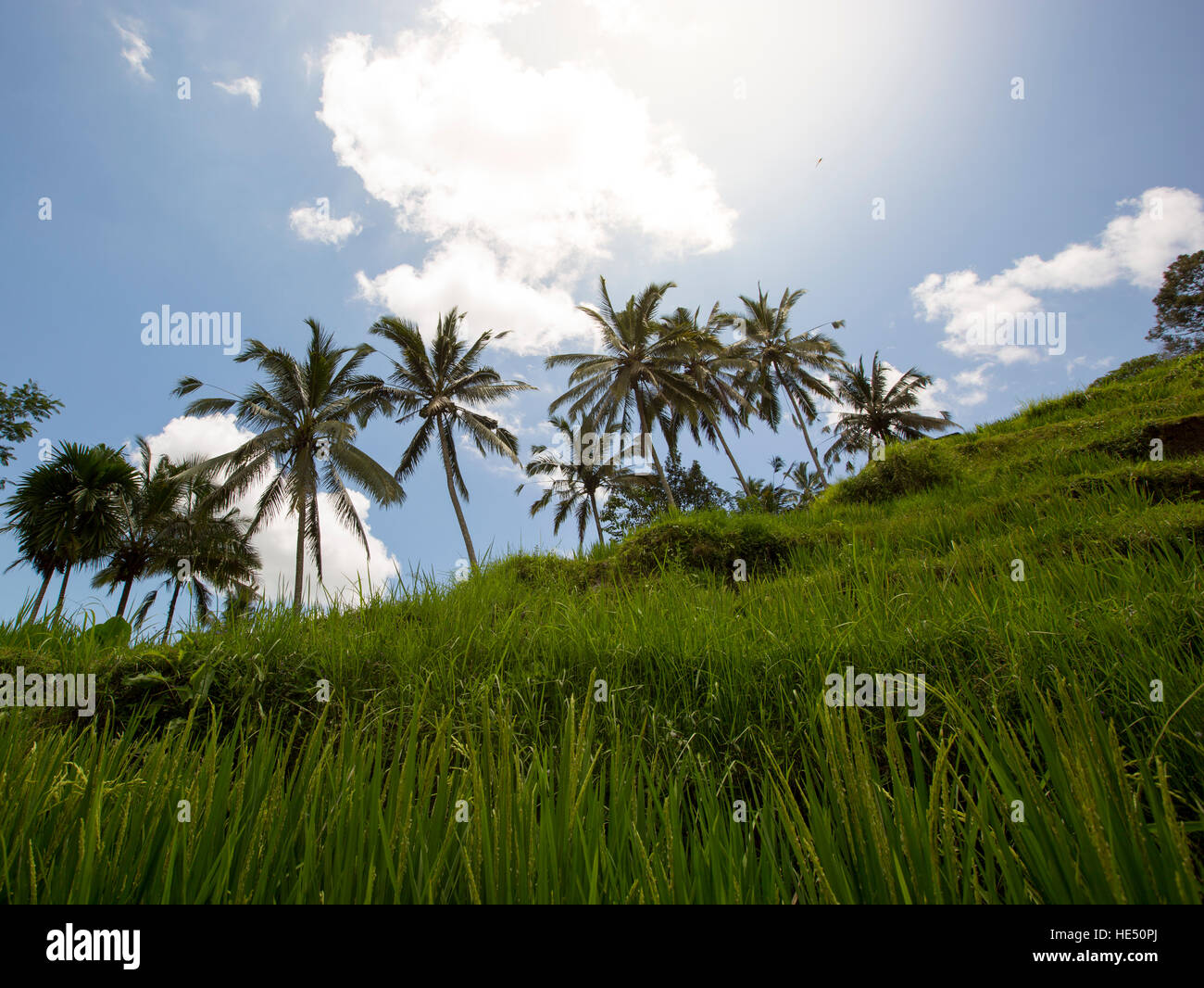 Bali rice terraces Stock Photo - Alamy