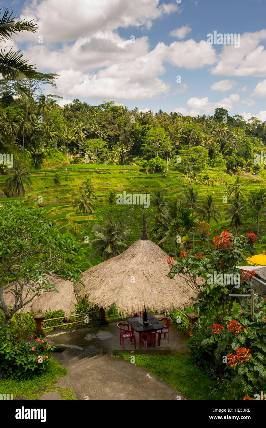 Ubud rice terraces bali hi-res stock photography and images - Alamy