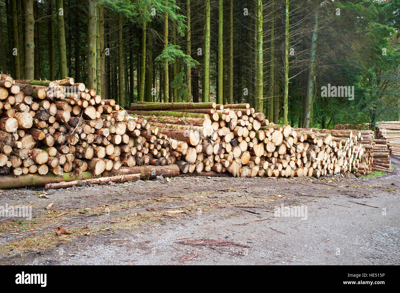 Forestry Plantation High Resolution Stock Photography and Images - Alamy