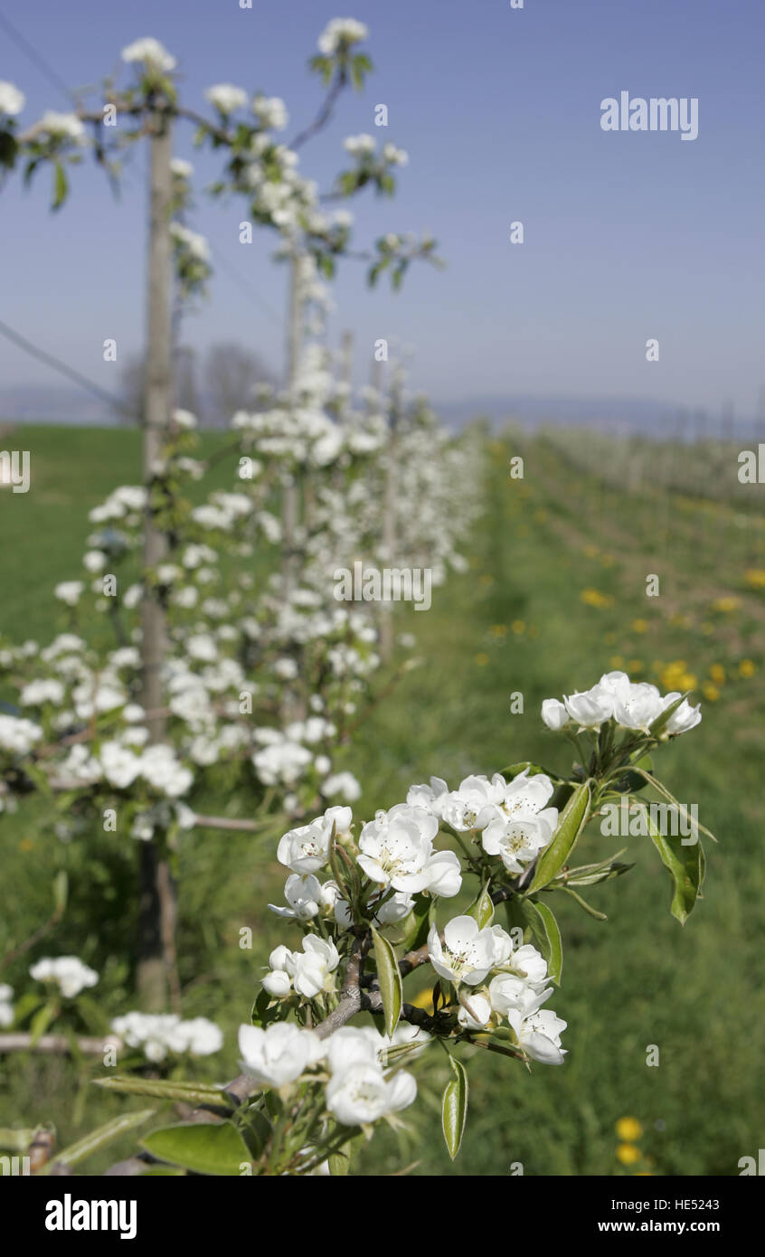 Tree Flower Blossom Blooming White Agriculture Farm Farms Farming High ...