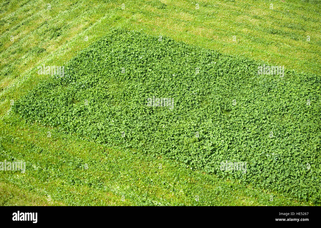 Partially mowed hi-res stock photography and images - Alamy