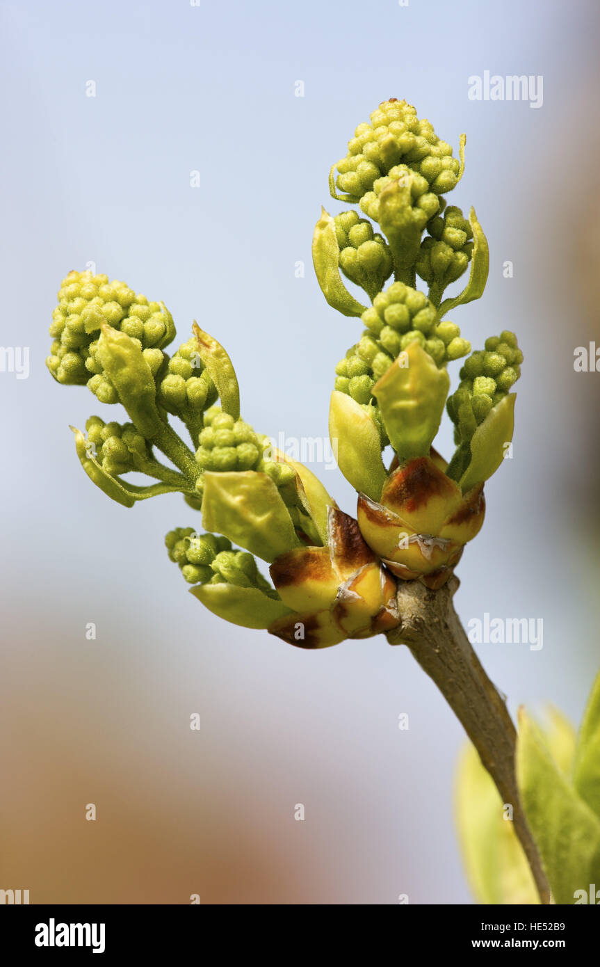 Lilac (Syringa), sprouting Stock Photo - Alamy