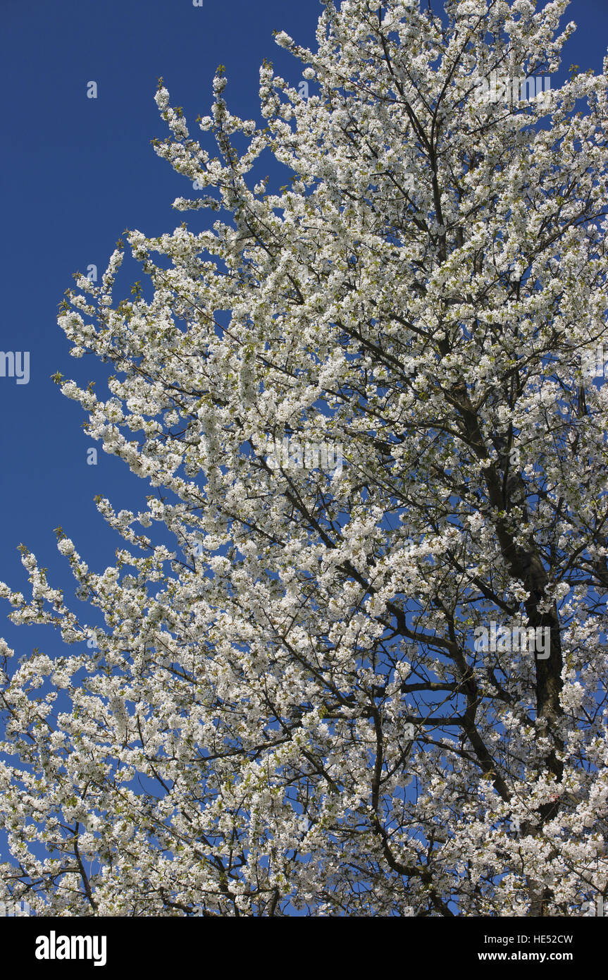 Cerasus flowers hi-res stock photography and images - Alamy