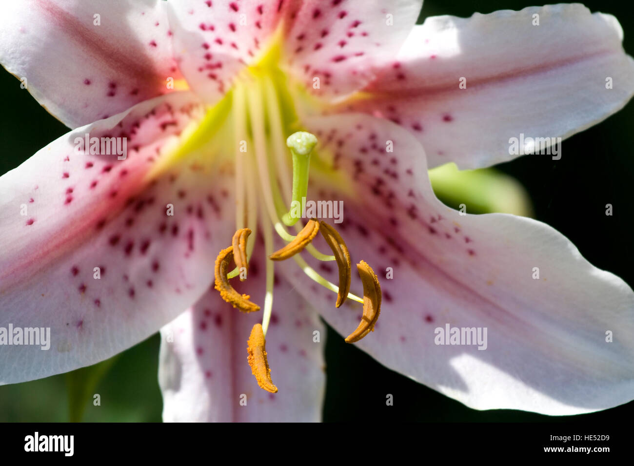 Gynoecium lily flower hi-res stock photography and images - Alamy