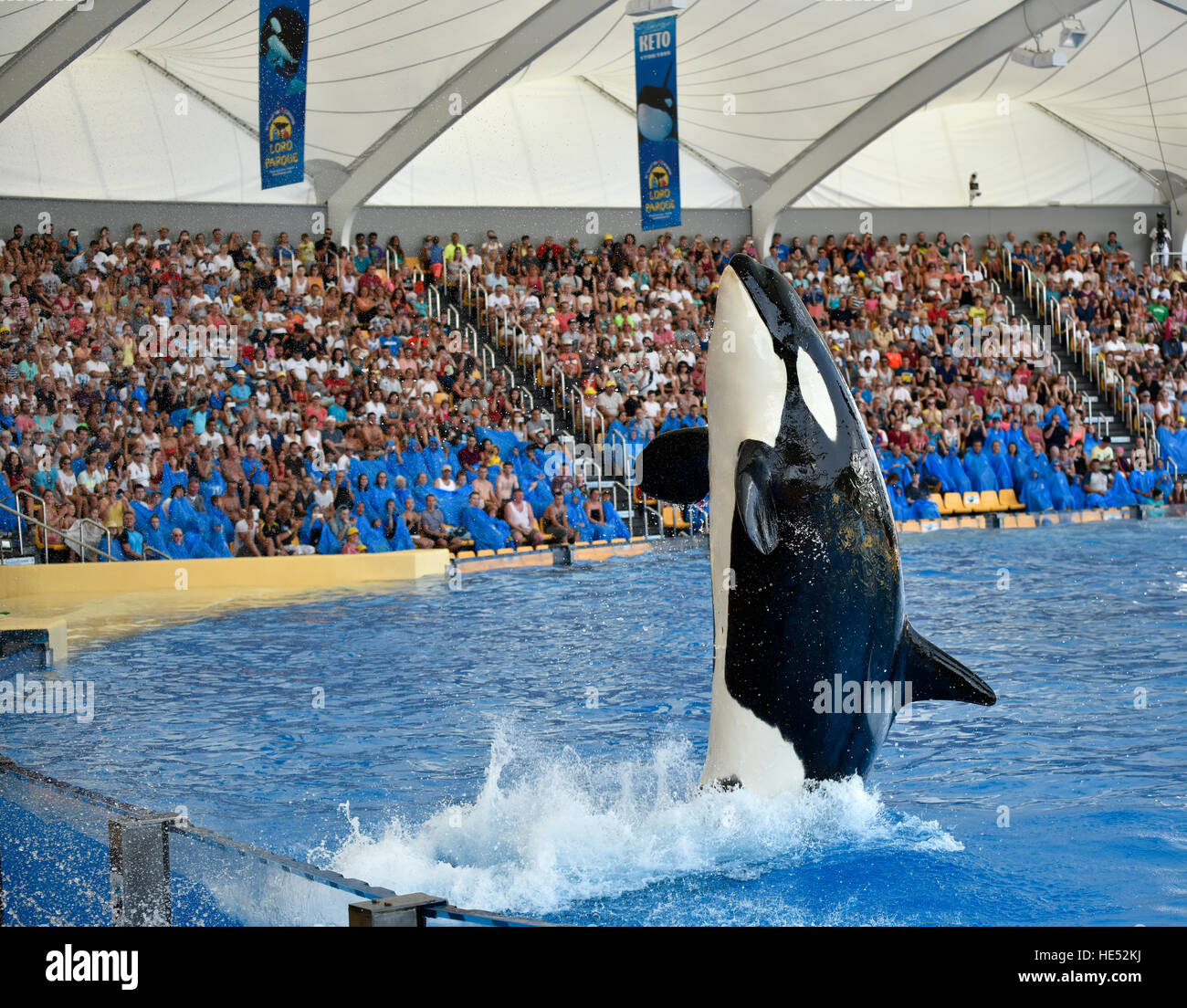 Orca (Orcinus orca) performing, Orca show, Loro Parque, Puerto de la ...