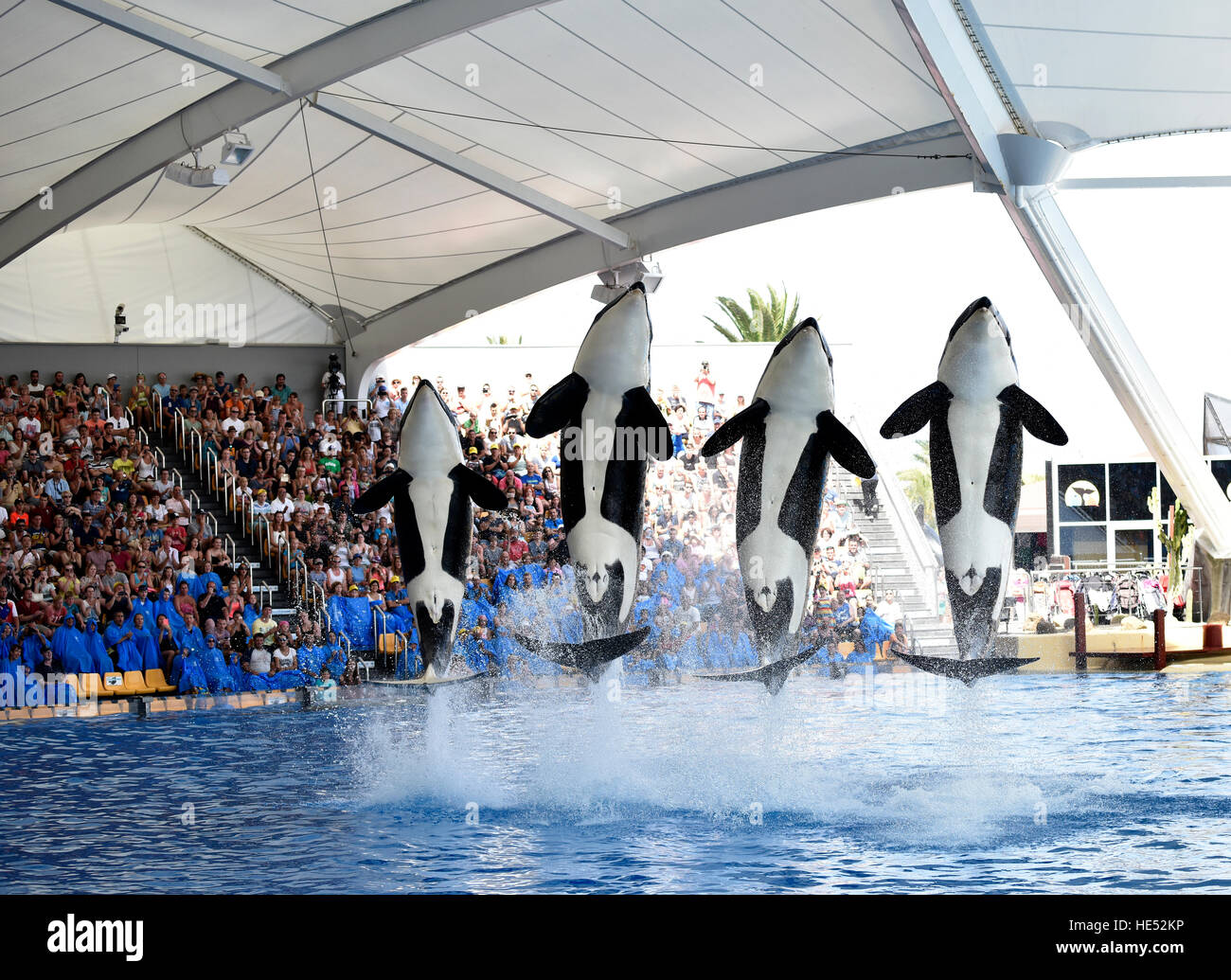 Orcas (Orcinus orca) jumping out of the water, Orca show, Loro Parque ...