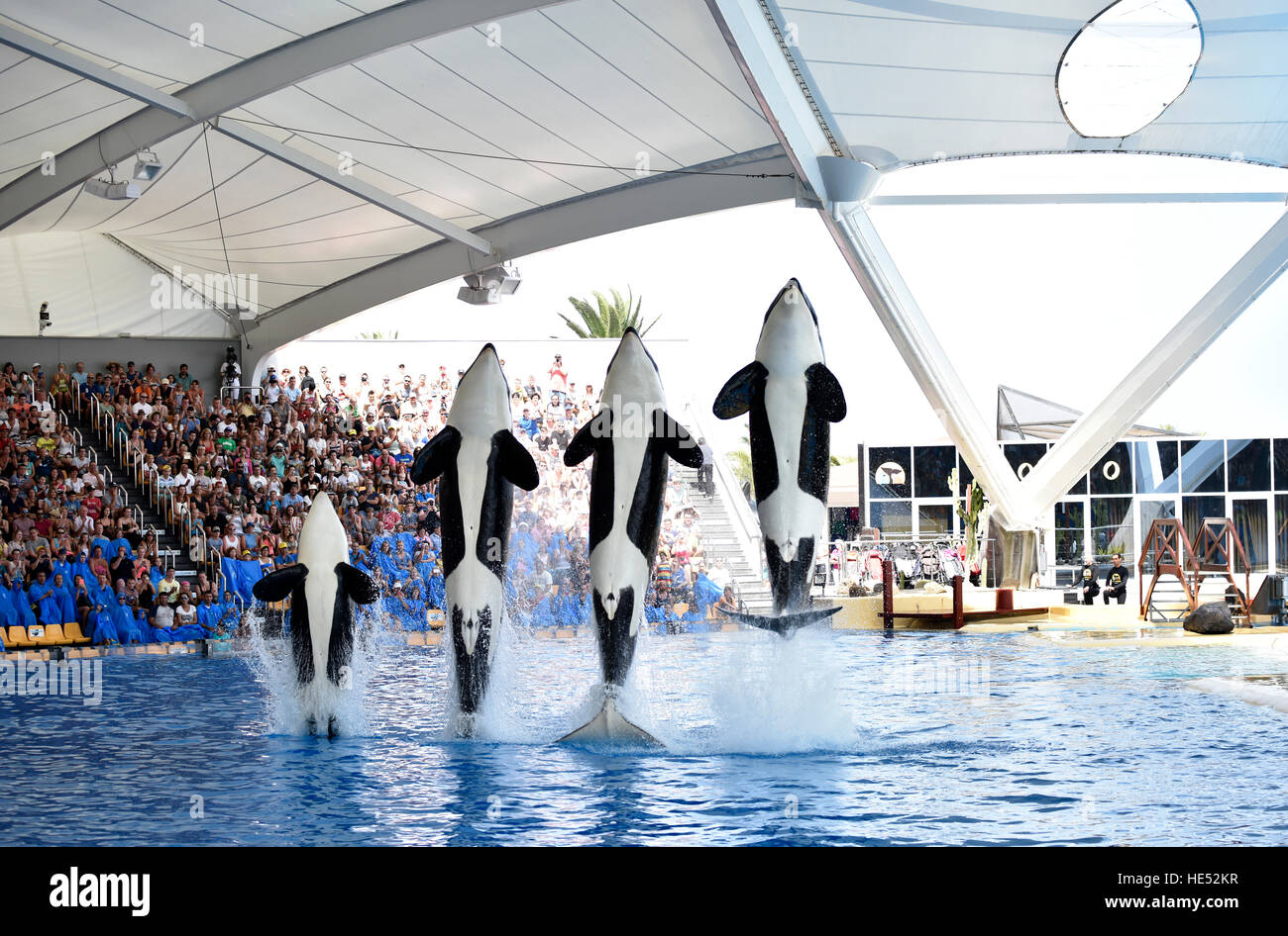 Orcas (Orcinus orca) jumping out of the water, Orca show, Loro Parque ...