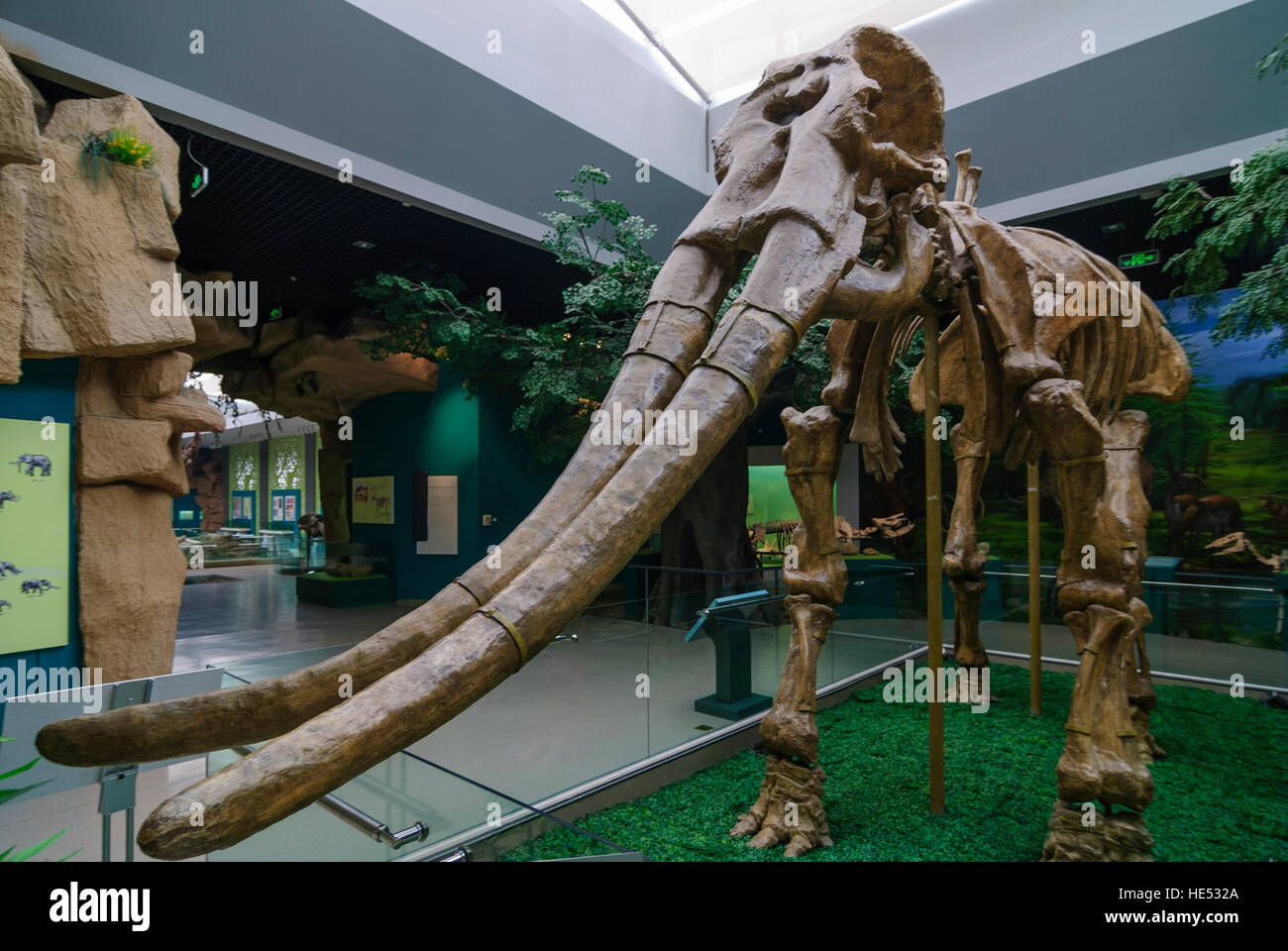 Stegodon Elephant Size