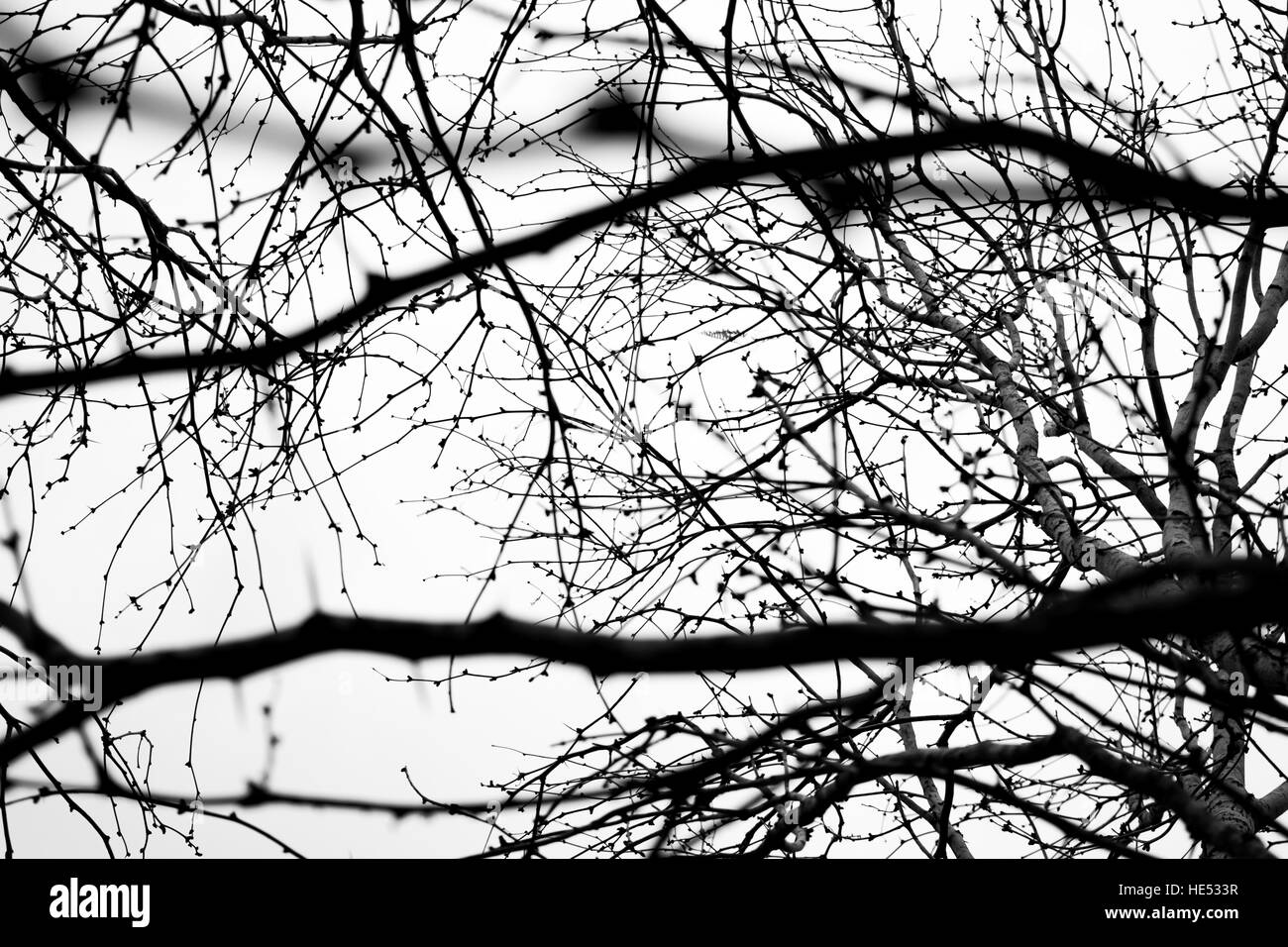 Gnarly tree branch Black and White Stock Photos & Images - Alamy
