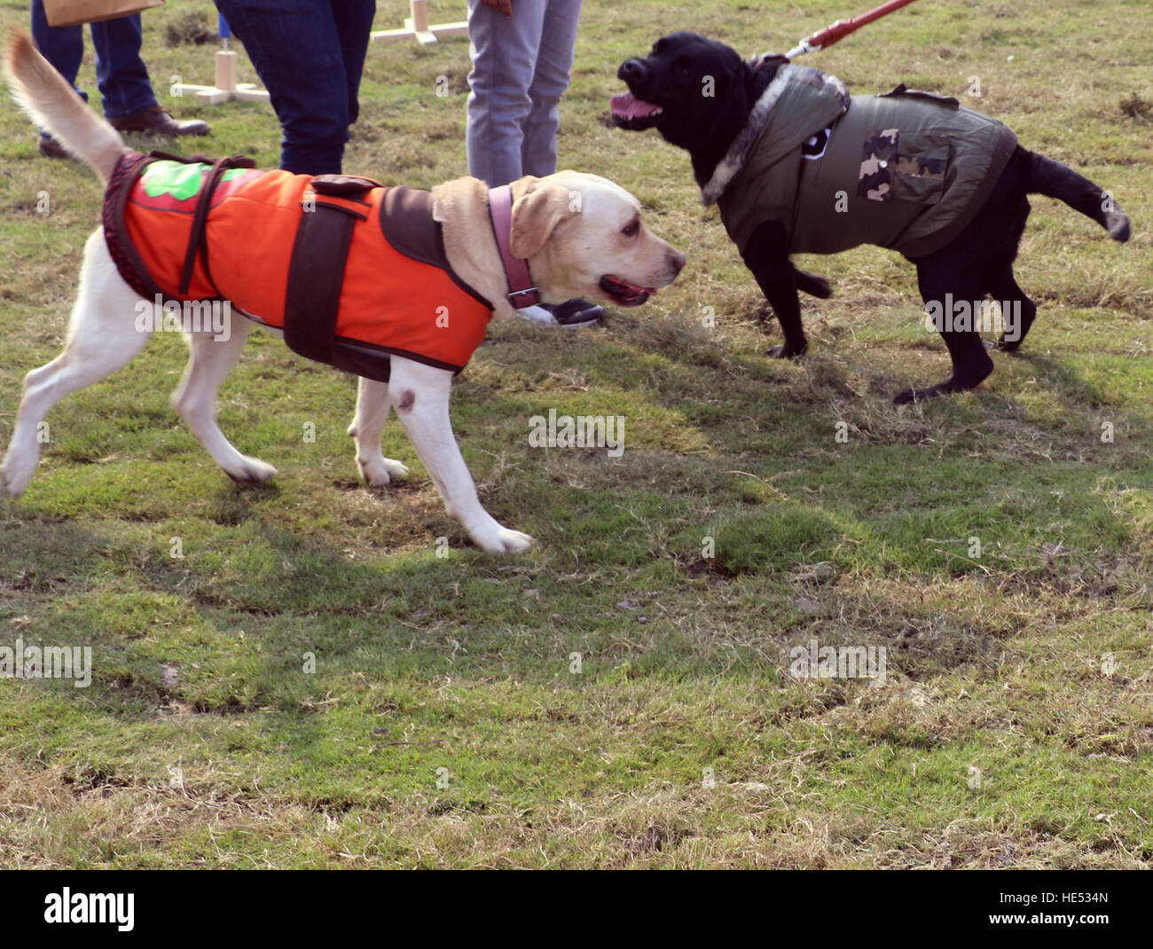 Pet Fed dog fair Stock Photo - Alamy