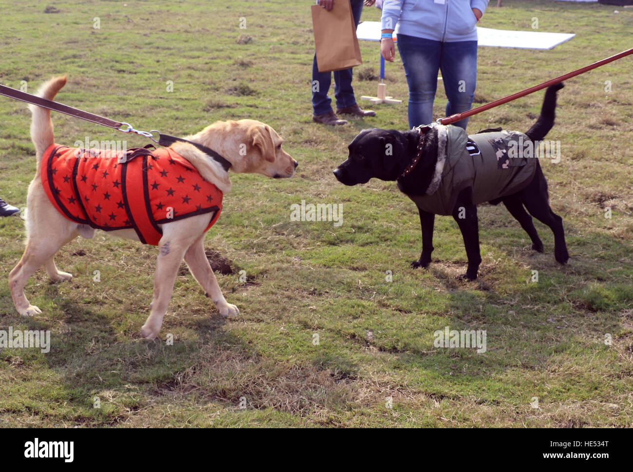 Pet Fed dog fair Stock Photo - Alamy