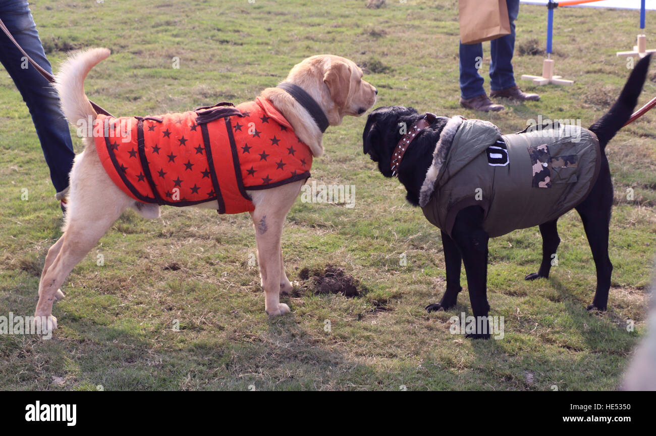 Pet Fed dog fair Stock Photo - Alamy