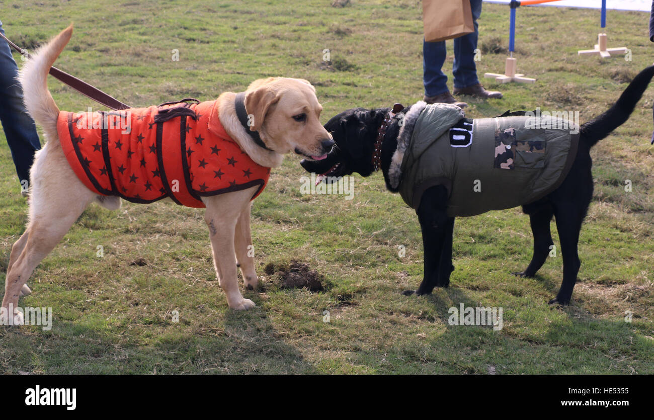 Pet Fed dog fair Stock Photo - Alamy