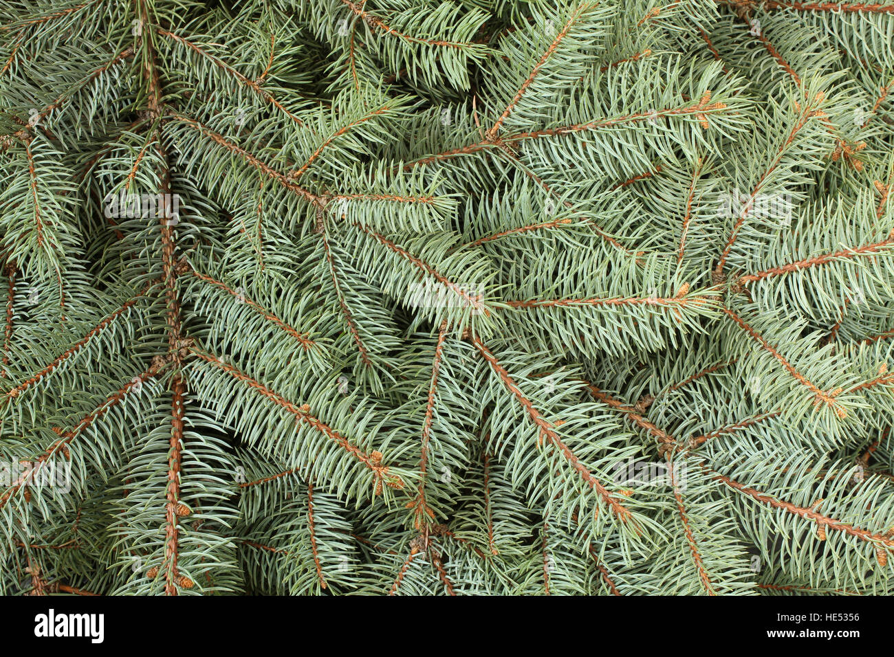 Winter composition - blue spruce tree twigs background Stock Photo - Alamy