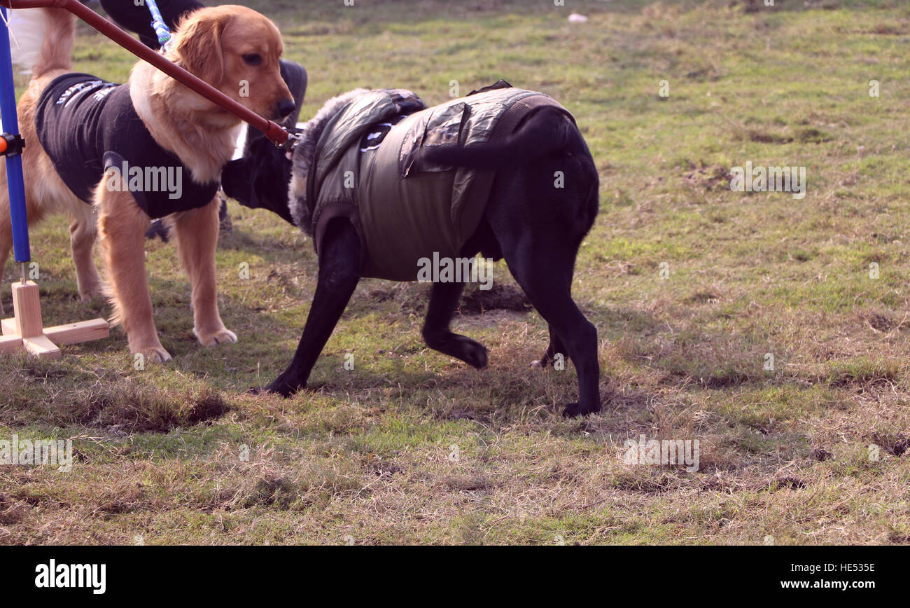 Pet Fed dog fair Stock Photo - Alamy
