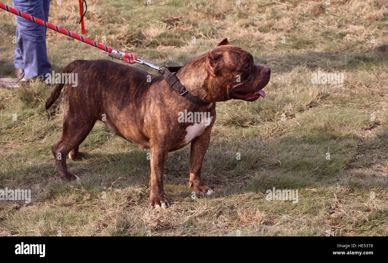 Pet Fed dog fair Stock Photo - Alamy