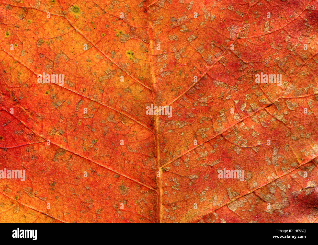 Dried leaf; fine details and very high-res for background Stock Photo ...