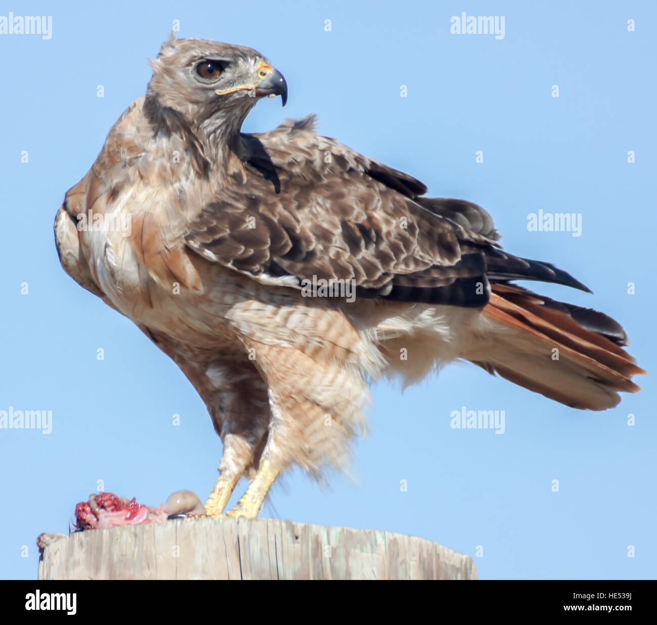 Red-tailed Hawk (Buteo jamaicensis) eating rodent Stock Photo - Alamy
