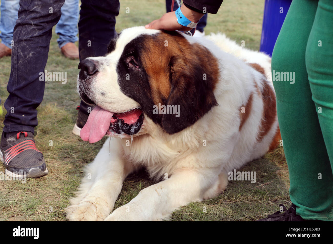 Pet Fed dog fair Stock Photo - Alamy