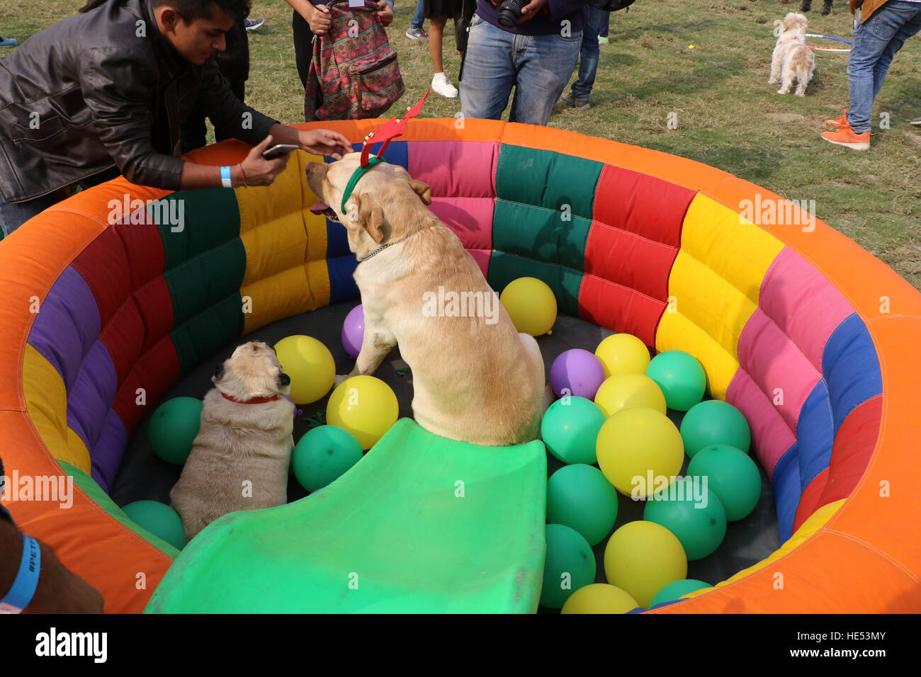 Pet Fed dog fair Stock Photo - Alamy