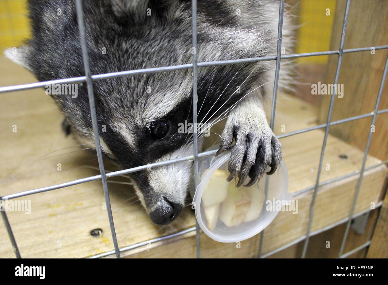 Raccoon eyes hi-res stock photography and images - Alamy