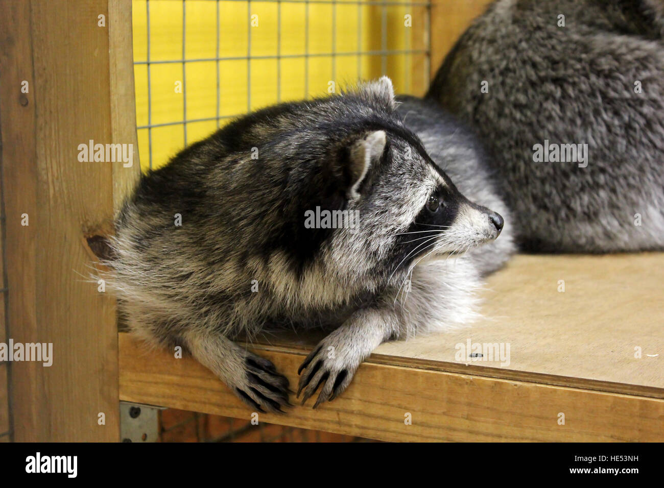 Raccoon eyes hi-res stock photography and images - Alamy