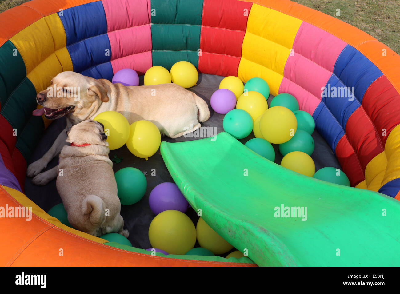 Pet Fed dog fair Stock Photo - Alamy