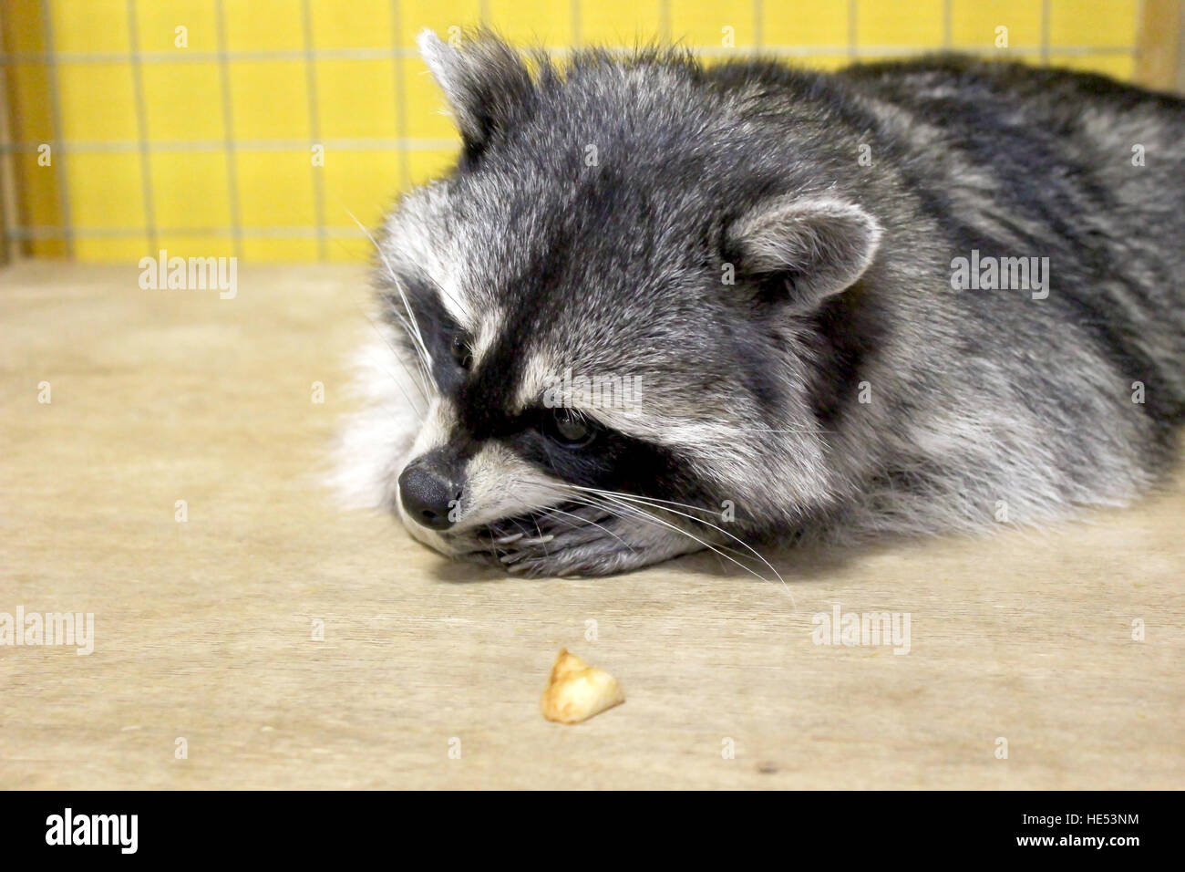 Raccoon look hi-res stock photography and images - Alamy