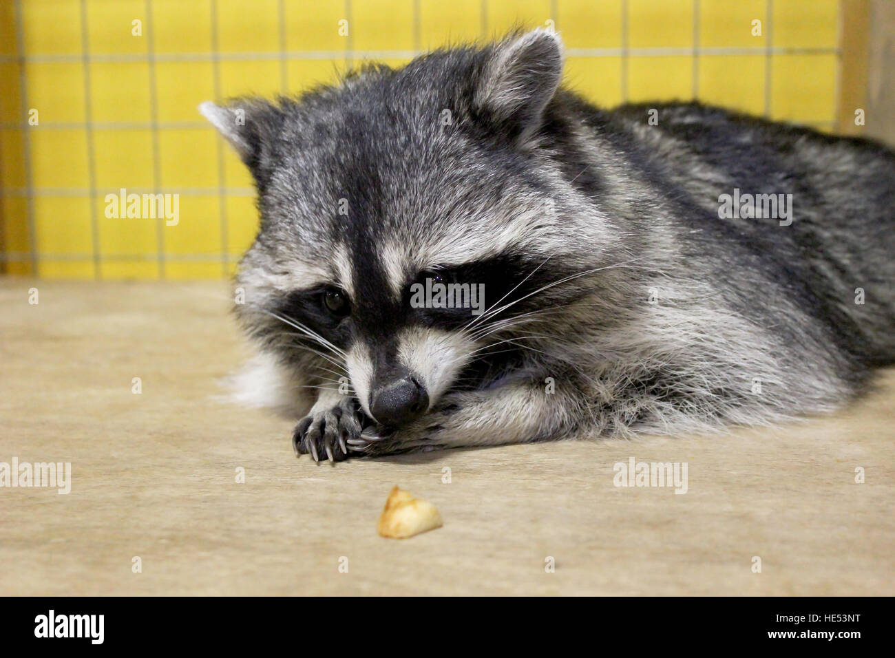 Raccoon eyes hi-res stock photography and images - Alamy