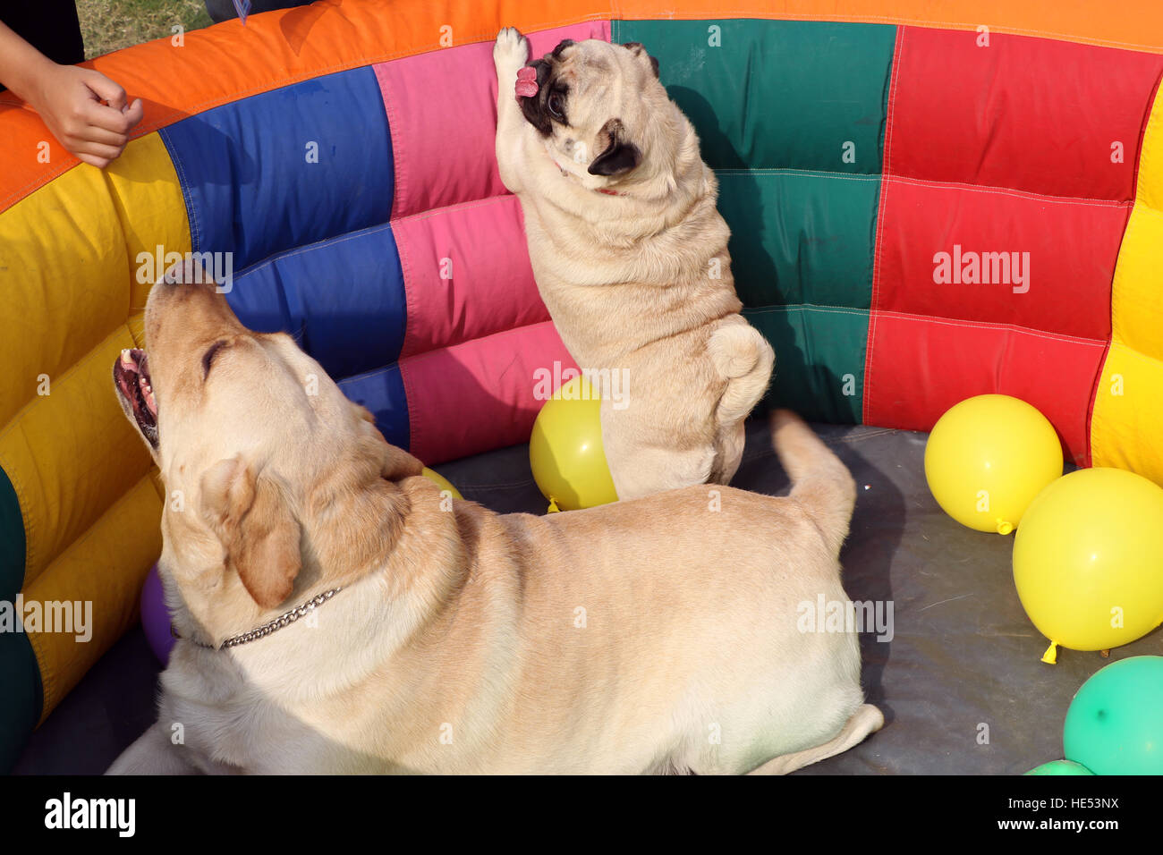 Pet Fed dog fair Stock Photo - Alamy