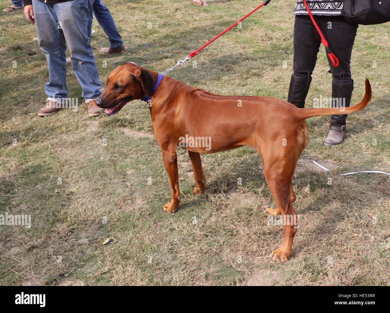 Pet Fed dog fair Stock Photo - Alamy