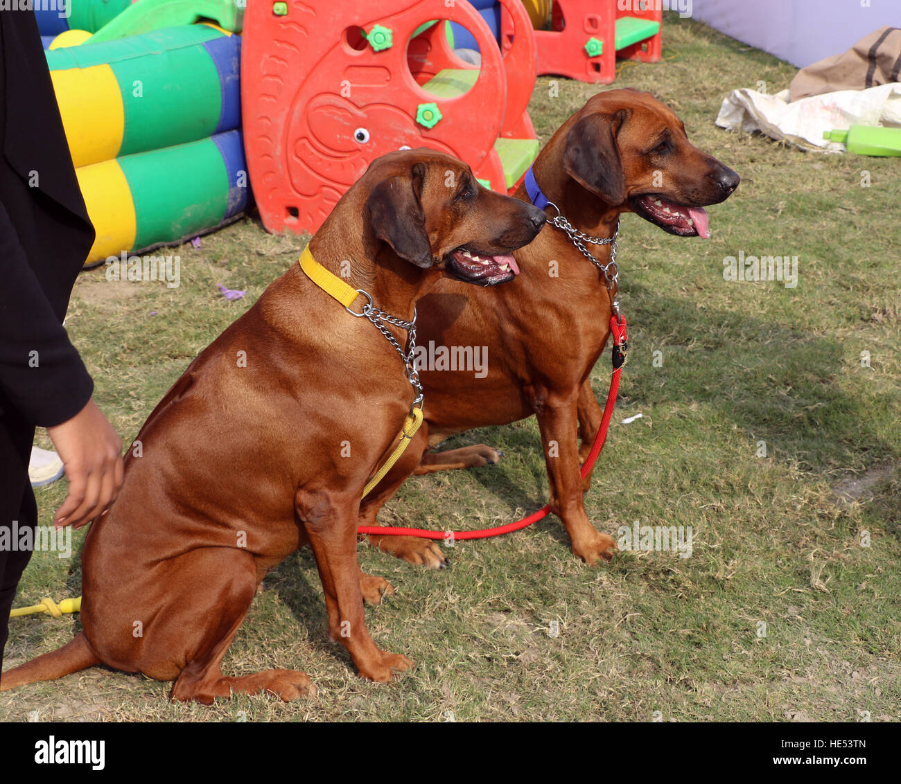 Pet Fed dog fair Stock Photo - Alamy