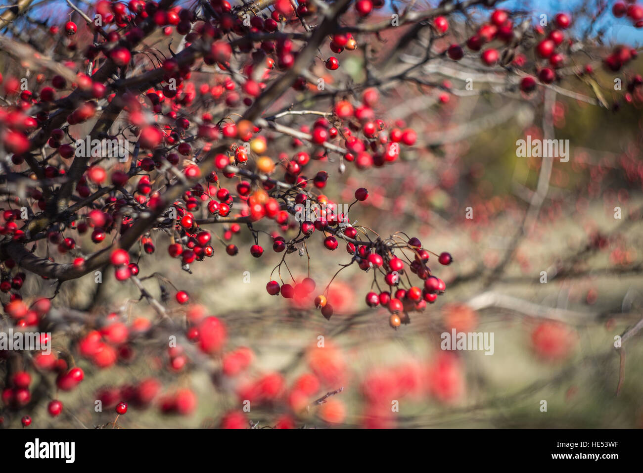 Red tree fruits Stock Photo - Alamy