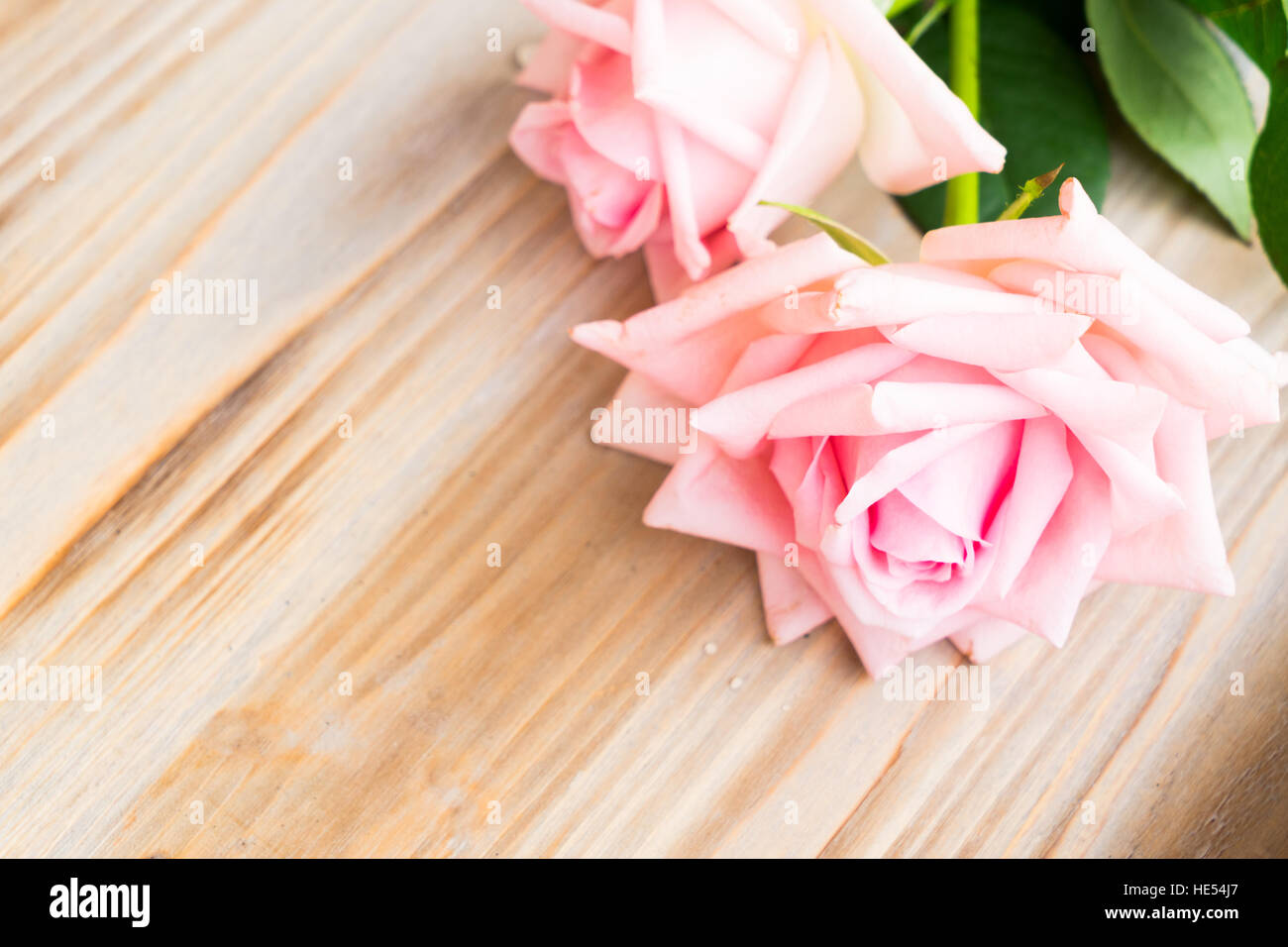 Pink blooming roses on wood Stock Photo - Alamy