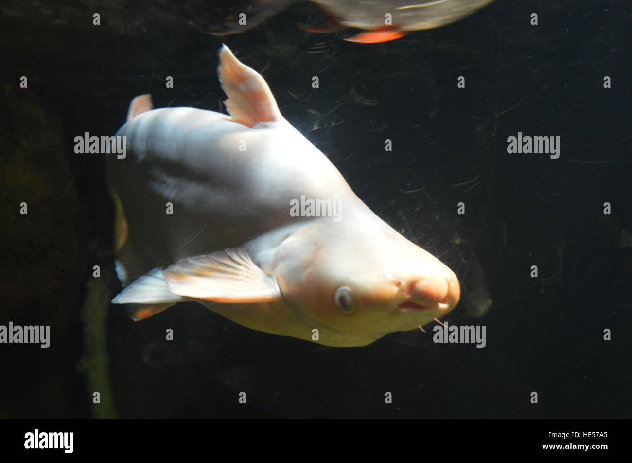 an amazing fish diving in aquarium Stock Photo - Alamy