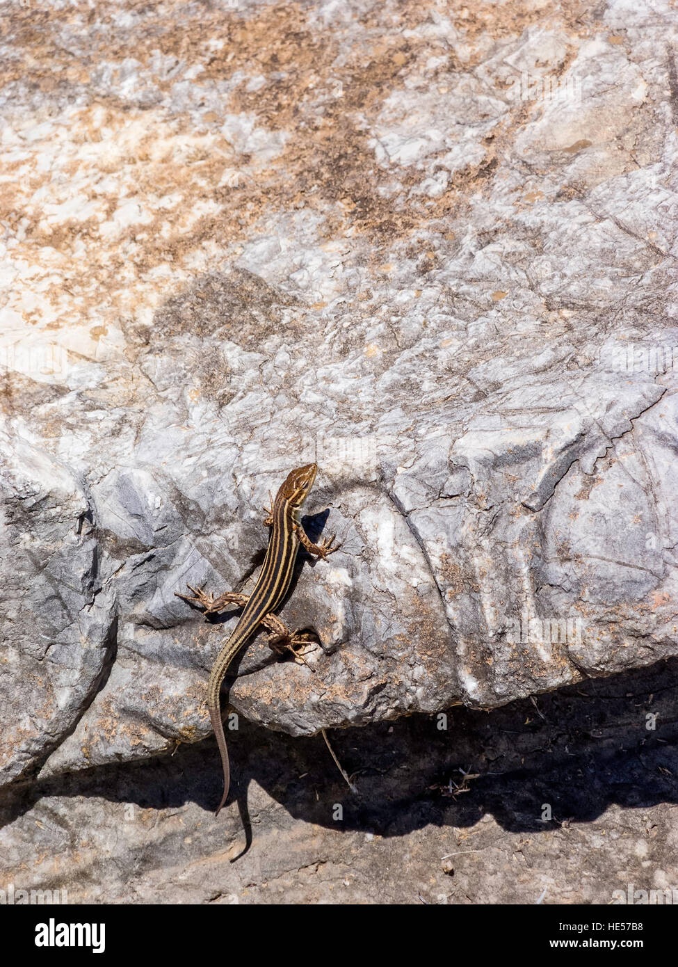 Ruin lizards hi-res stock photography and images - Alamy