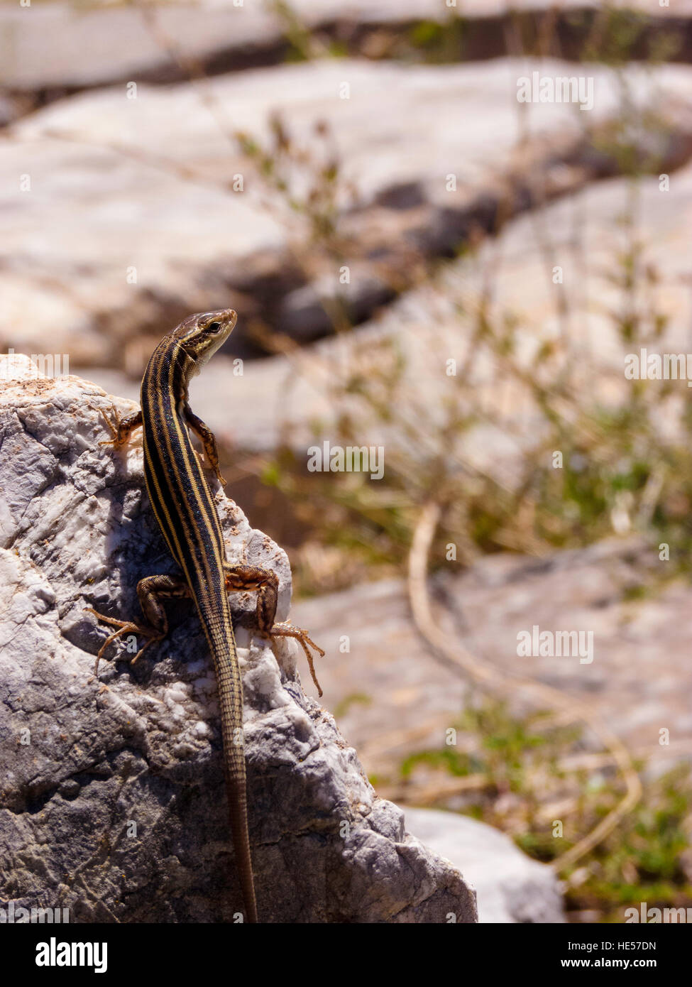 Lizards hiding on the ruins of Ancient Messini at Greece Stock Photo ...