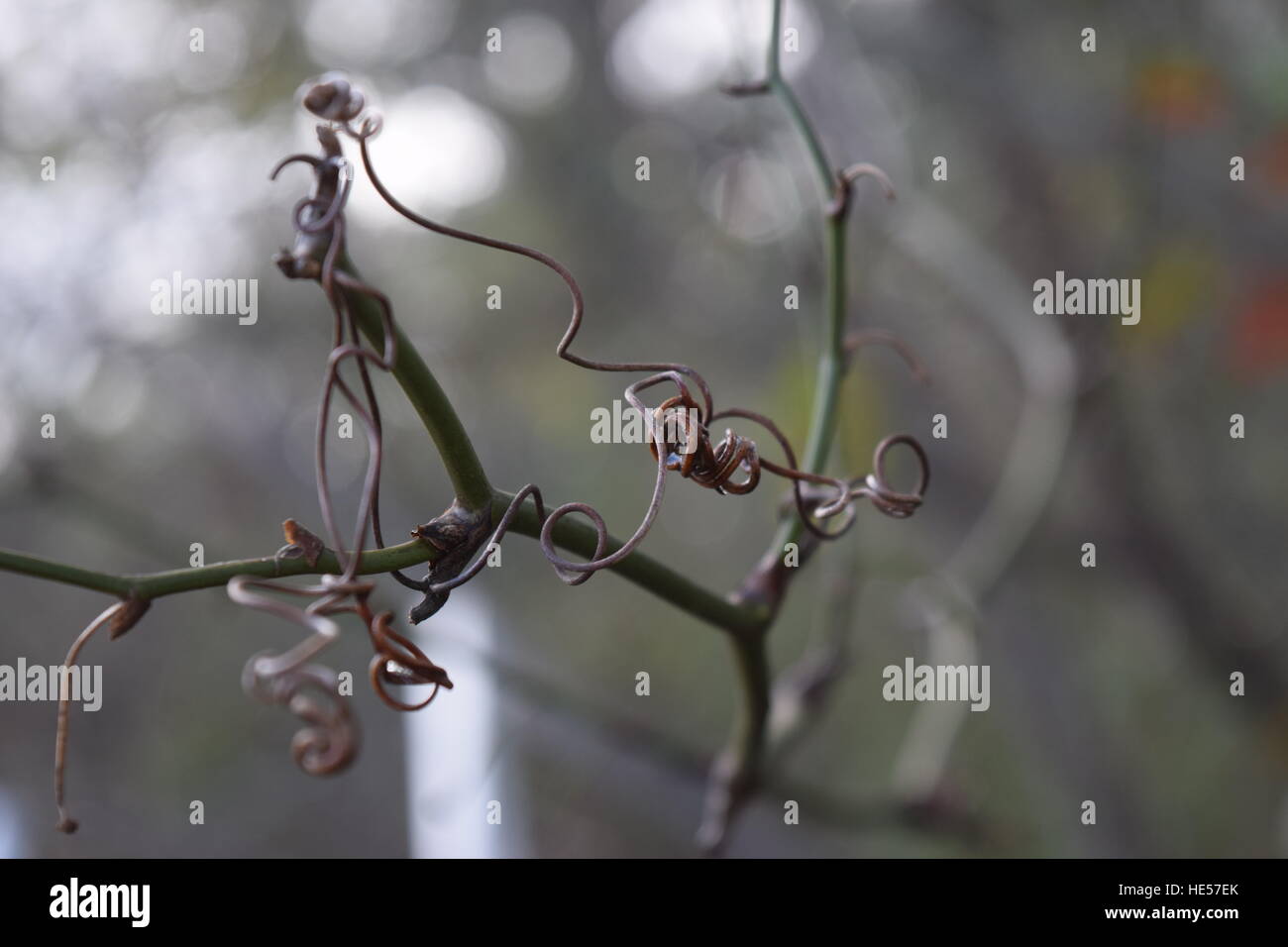 Dead vine wrapping Stock Photo - Alamy