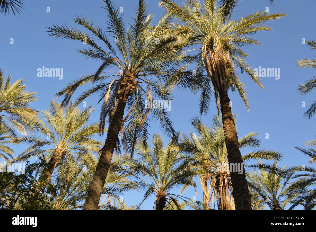 Isolated land with sand and palm tree hi-res stock photography and ...