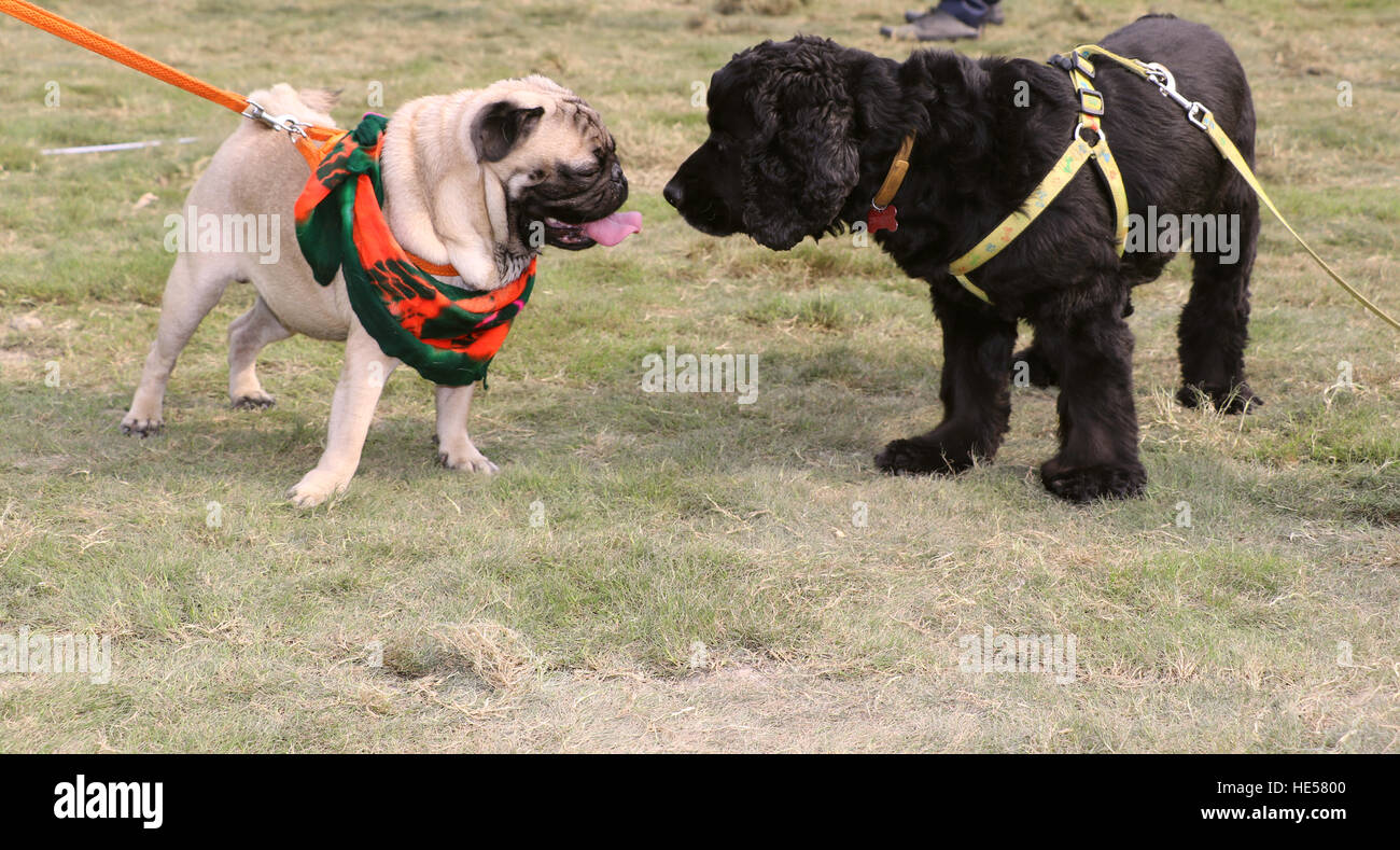 Pet Fed dog fair Stock Photo - Alamy