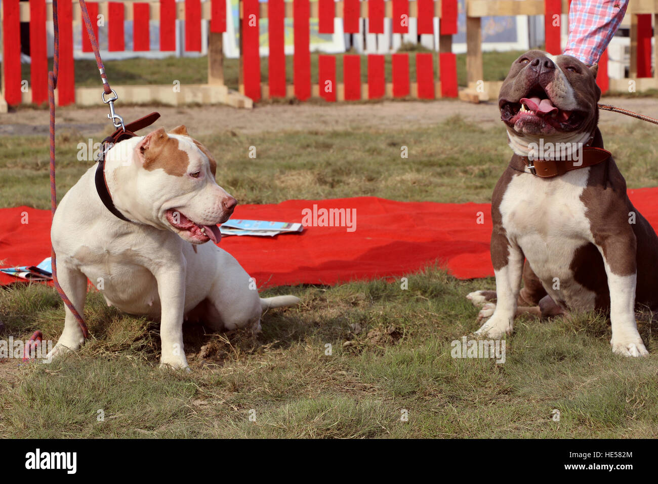 Pet Fed dog fair Stock Photo - Alamy