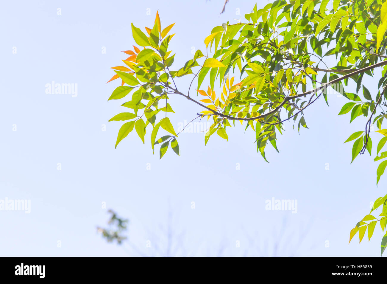 tree , leaves and sky background Stock Photo - Alamy