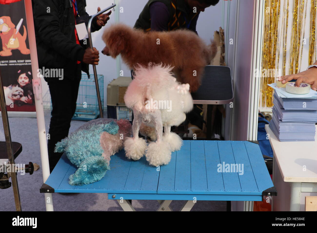 Pet Fed dog fair Stock Photo - Alamy